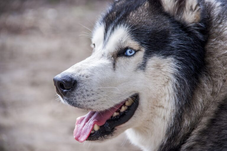 Gallery - Fur Paws Husky Rescue