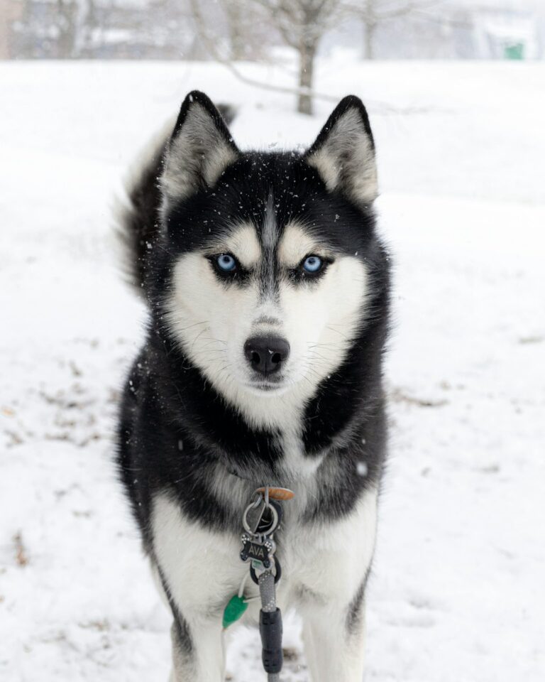 Gallery - Fur Paws Husky Rescue
